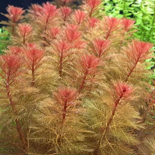 Jual myriophyllum red aquascape - Kota Makassar - futriaquascape ...