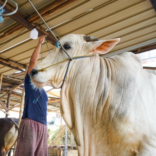 Jual sapi qurban po 750 kg - Kota Bekasi - Rumah Batu Alam KA | Tokopedia
