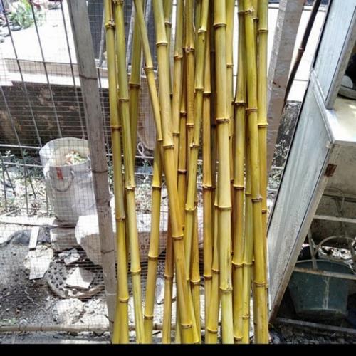 Promo bambu kuning asli 80cm - batang bambu kuning - bambu kuning - Kab ...