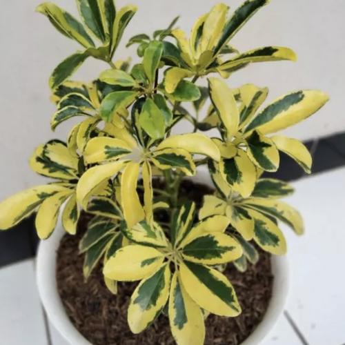 Jual Tanaman hias walisongo kuning mentega - Jakarta Barat ...