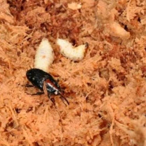 Jual Pakan Ulat Sagu Segar 1 Kg - Kab. Bandung Barat - Witadiani ...