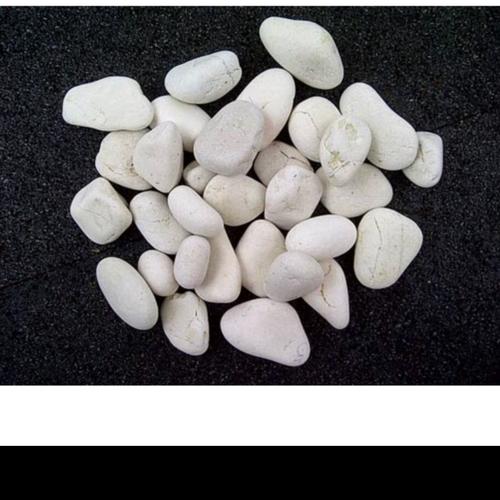 Jual Batu Koral Putih Kupang 1kg hiasan akuarium tanaman aquascape ...