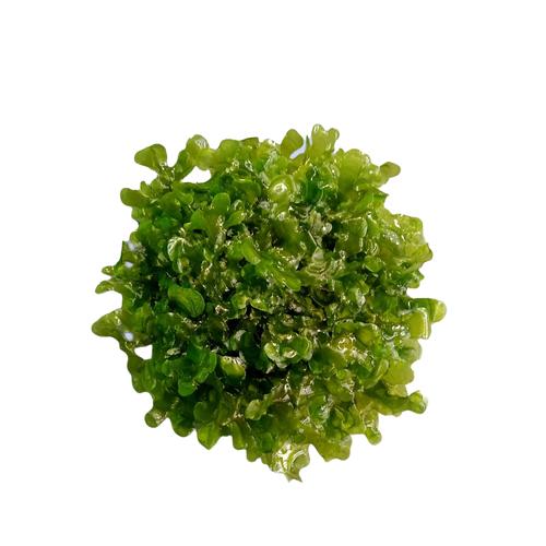Jual Pellia Moss Monosolenium Tenerum Tanaman Aquascape Media Wabikusa ...