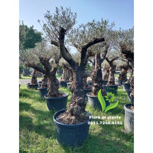 Jual Pohon Olive Tree Super Fosil || Pohon Zaitun || Pohon Langka ...
