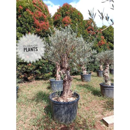 Jual Pohon Olive Tree Zaitun || Original Spanyol || Pohon Olive Real ...
