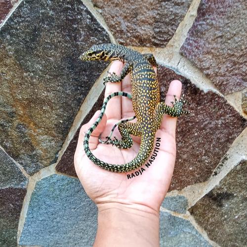 Jual varanus yuwonoi three colours monitor baby rare kwalitas kontes ...