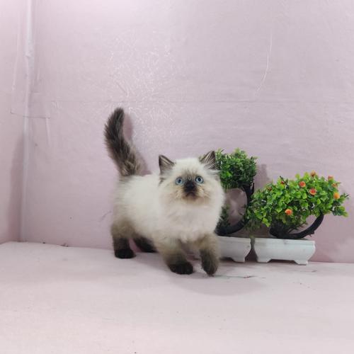 Jual kucing kitten ras himalaya longhair - Kota Bekasi - Sham Pets ...