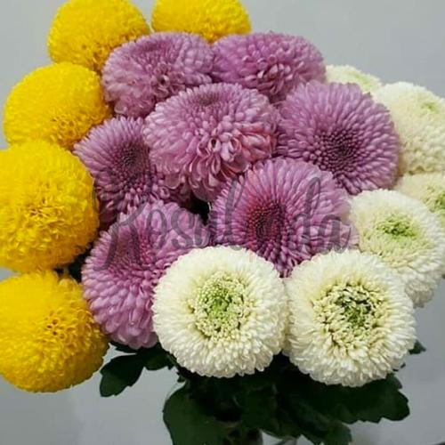 Jual Bunga Krisan Pom Pom / Ping Pong / Bunga Potong Segar - Putih ...