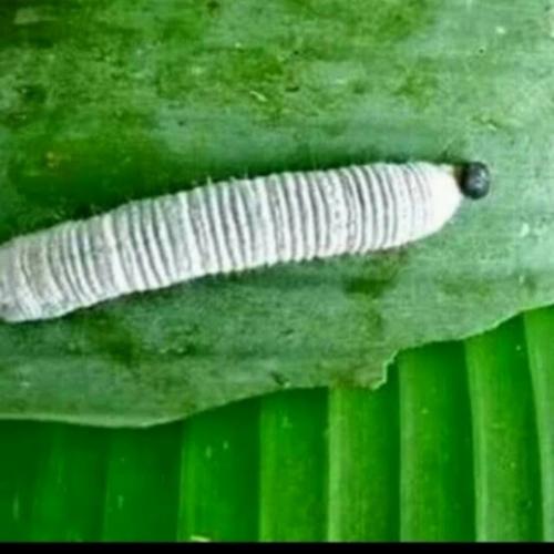 Jual ulat daun pisang - ulat cangcilung - ulat daun pisang pakan burung ...
