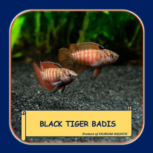 Jual IKAN HIAS AIR TAWAR - BLACK TIGER BADIS / DARIO SP MYANMAR ...