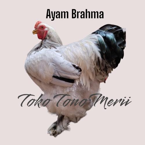 Jual Ayam Brahma - Anak Ayam Brahma - Ayam Hias - Usia 14-20 Hari ...