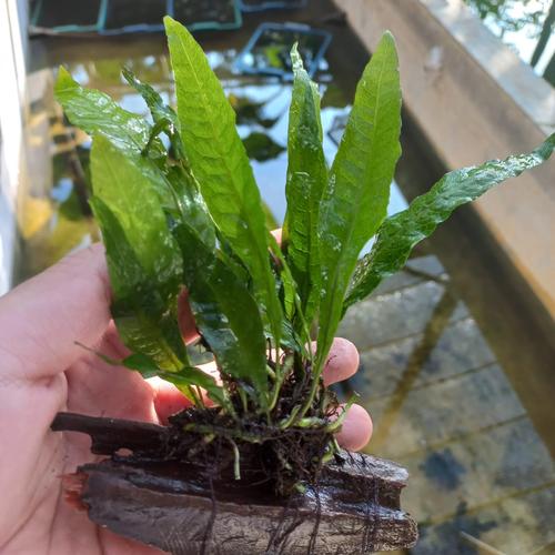 Jual Kadaka java fern media kayu rentek tanaman aquascape - Kab ...
