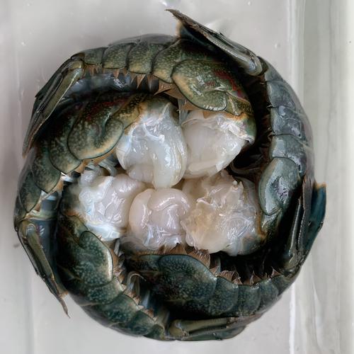 Jual Lobster Tail / Headless / baby lobster air tawar frozen - Kota ...
