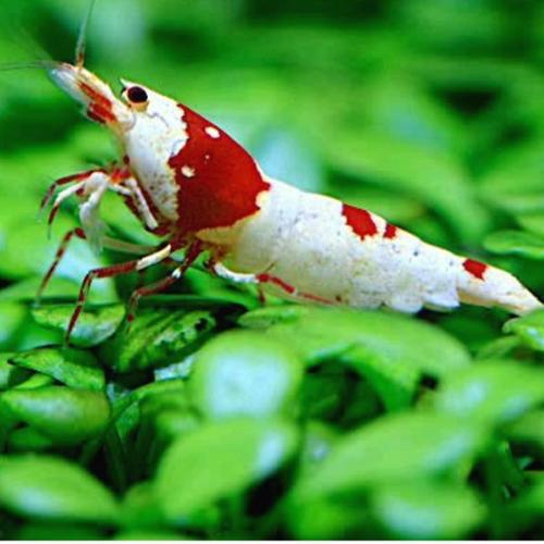 Jual Udang Hias PRL ( Pure Red Line ) Aquascape Ukuran 1,5 CM - 2 CM ...