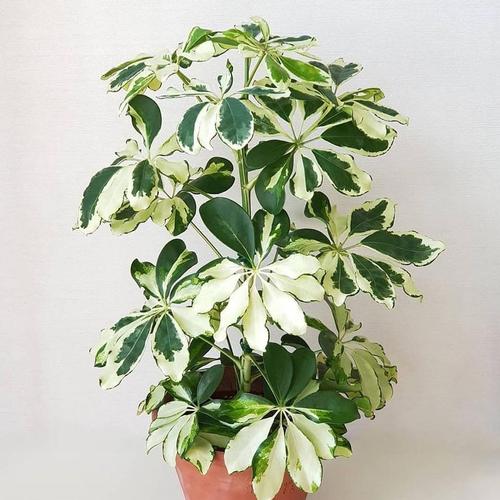 Jual TANAMAN HIAS TAHAN PANAS Walisongo hybrid daun kuning - Jakarta ...