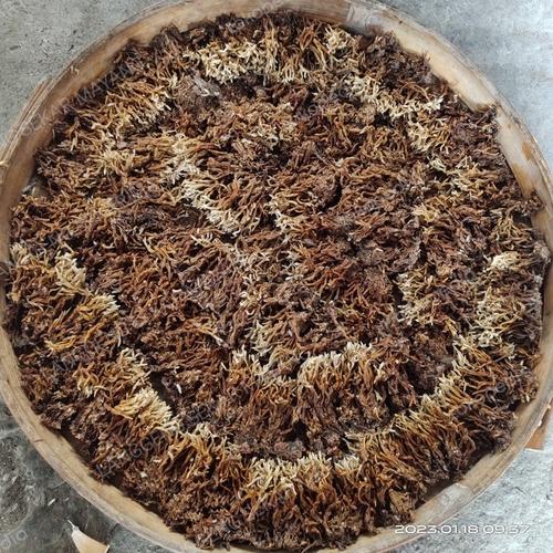 Jual biang jamur jakaba kering pupuk organik - Kab. Jombang - LANGGENG ...