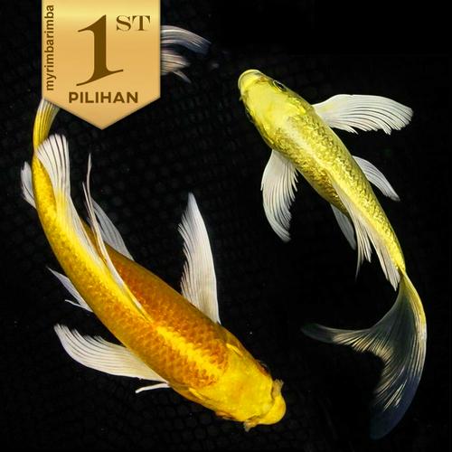 Jual Baby Golden Koi Slayer Ikan Hias Kolam Aquascape Hiasan Aquarium ...