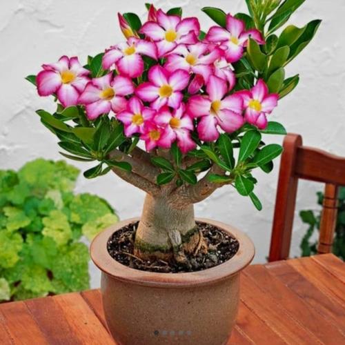 Jual tanaman hias adenium ( tanaman pot meja ) - Kab. Sleman - Taman ...