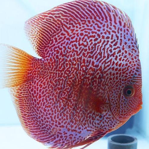 Jual Ikan Hias Discus super King viper(SKV) - 1cm - Kota Depok ...