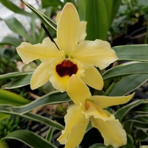 Jual Dendrobium Golden Blossom "Variegated leaf" - Kota Pekanbaru ...
