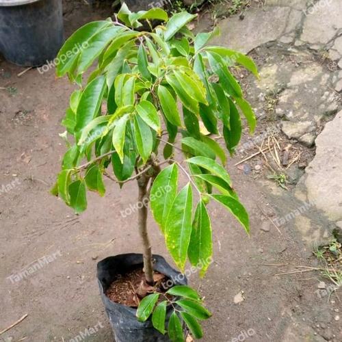 Jual bibit tanaman buah leci merah siap berbuah batang besar pohon ...