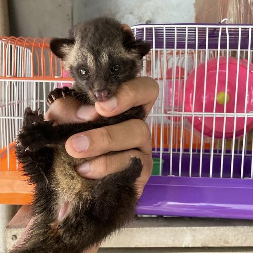 Jual Musang Pandan Baby Belajar Mandiri - Kota Depok - Jamu enak ...