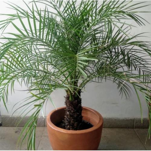 Jual pohon palem phoenix tanaman hias palm outdoor - Kota Bogor ...