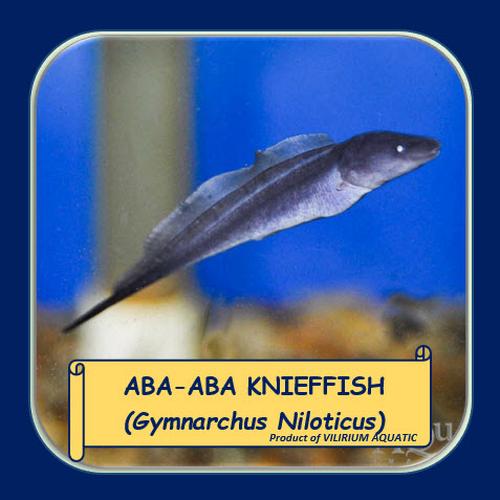 Jual IKAN HIAS AIR TAWAR - ABA ABA KNIEF FISH - Jakarta Pusat ...