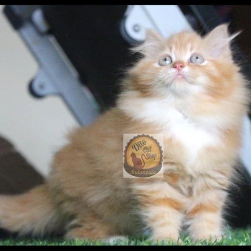 Jual Kucing Persia Flatnose Bigbone Long Hair - Jakarta Pusat ...
