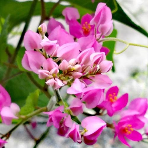 Jual bibit tanaman rambat air mata pengantin | bunga air mata pengantin ...