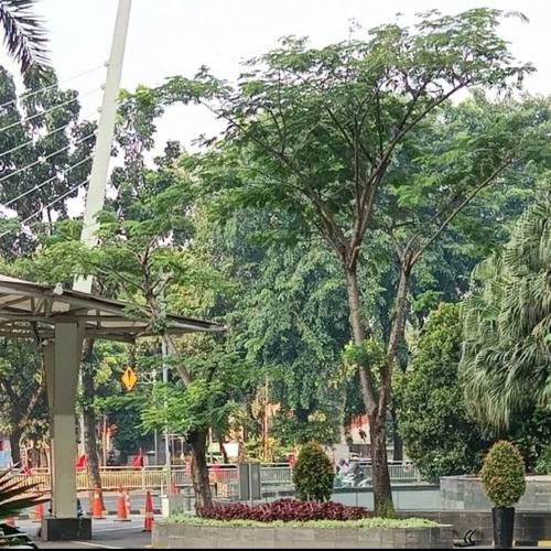 Jual Pohon Sengon Buto, Tanaman pelindung/peneduh, - Kab. Bogor - Mpim ...
