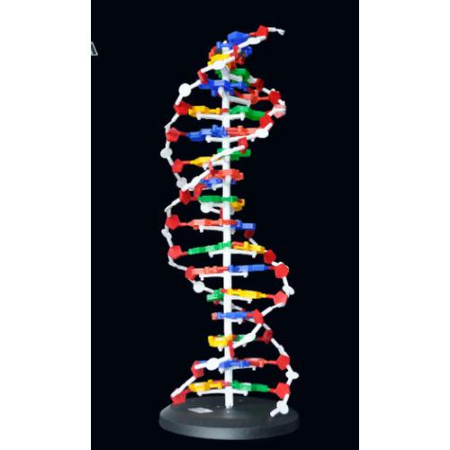 Jual Alat Peraga Model Struktur Pasangan Dasar Genetik Gen DNA - Kab ...