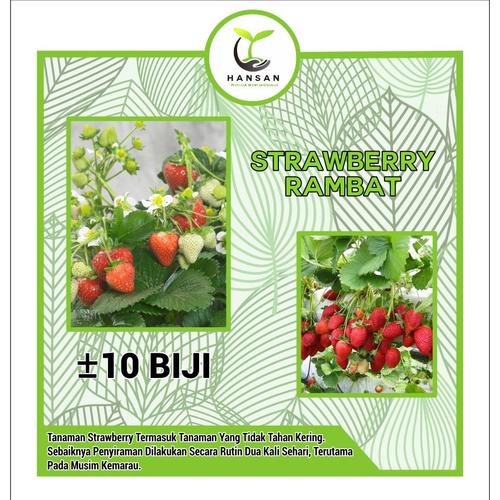 Promo 10 Bibit Strawberry Rambat Super Benih Buah Stroberi Manis ...