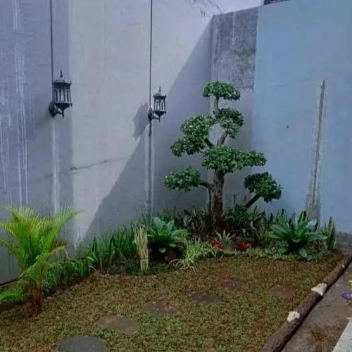 Jual taman rumput gajah mini/bonsai dolar mikro/palem kuning - Jakarta ...