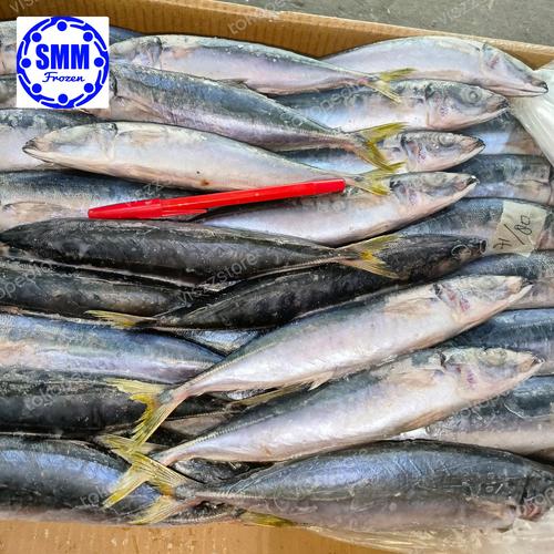 Jual Ikan Layang Biru ( MB) Frozen - 1 kg - Kab. Tangerang - viszzstore ...