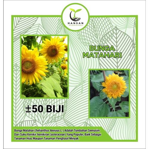 Promo 50 Benih Bunga Matahari Kuning Unggul Bibit Tanaman Bunga Biji ...
