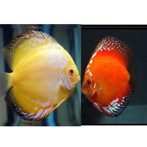 Jual Paket 2 pasang DISCUS AIR TAWAR 2CM/3cm Yellow Marlboro & Red ...