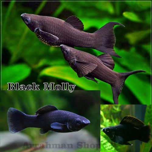 Jual Ikan Hias Aquascape Aquarium - Ikan Black Molly - Molly Balon ...