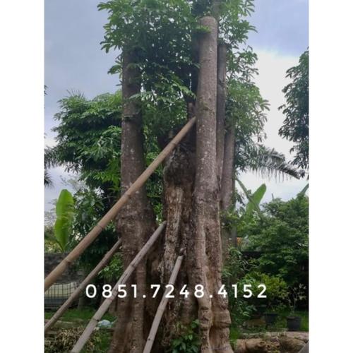 Jual Pohon Pule Fosil Diamater Besar || Cocok Untuk Icon Taman || Pule ...