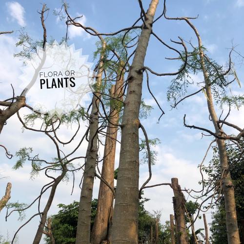 Promo Pohon Moringa Berkarakter Unik || Pohon Unik || Kelor Afrika ...