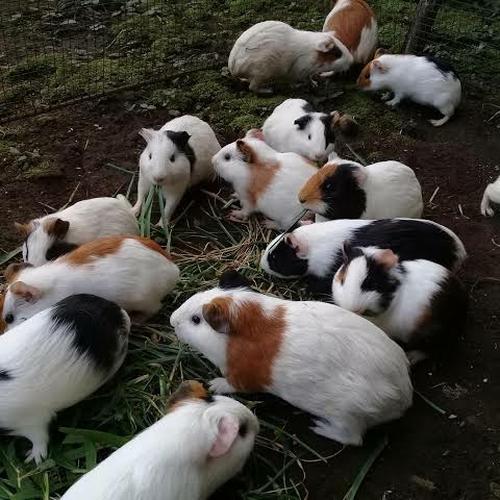 Promo Jual Guinea Pig American lokal dan abysinian Marmoot marmut ...
