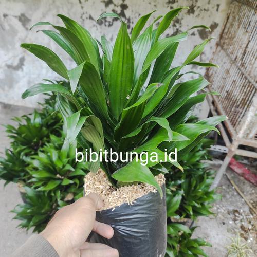Jual Dracaena compacta green atau dracaena hijau - Kota Batu - Arionbibit | Tokopedia