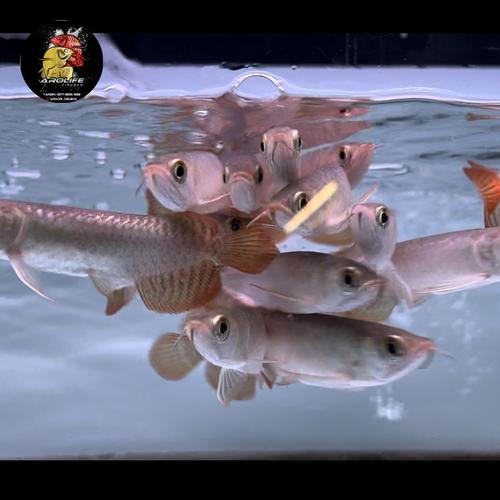 Jual Baby Arowana Arwana Super Red Special Genetik Merah Sertifikat ...