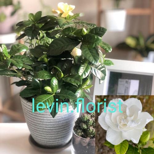 Jual Gardenia jasminoides / cepiring kacapiring bunga harum wangi ...