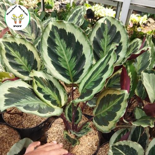 Jual tanaman hias calathea medallion medalion rimbun besar - Kota ...