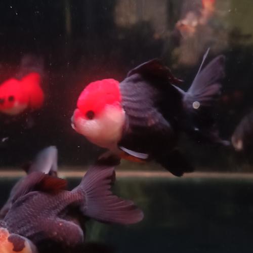 Jual ikan mas koki panda tricolor size 11 - 11cm - Kota Tangerang ...