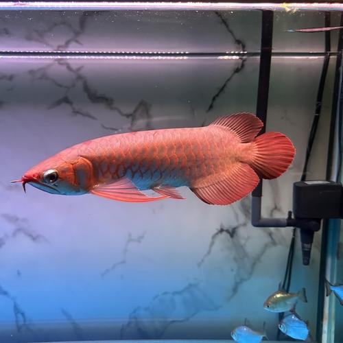 Jual Arwana Aro SR Super Red ITL I Tiaw Lung - pbas discus goldfish 24k ...