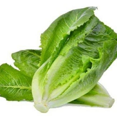 Jual sayur romaine lettuce segar, romaine lettuce, - Kota Bandung - ci ...