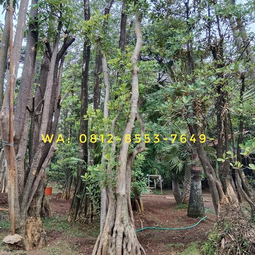 Jual Tanaman Hias Pohon Pule Rawa Rajin Berbunga Tingi 4mtr - Kab ...