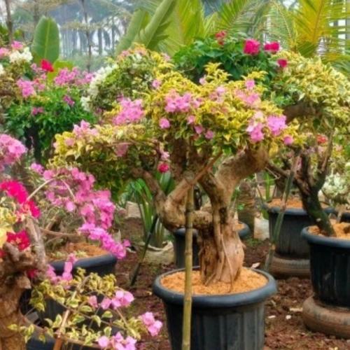 Jual pohon bonsai bugenvile varigata (2 sampai 3 warna bunga) - Kab ...